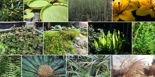 Map of Plants - Planting up